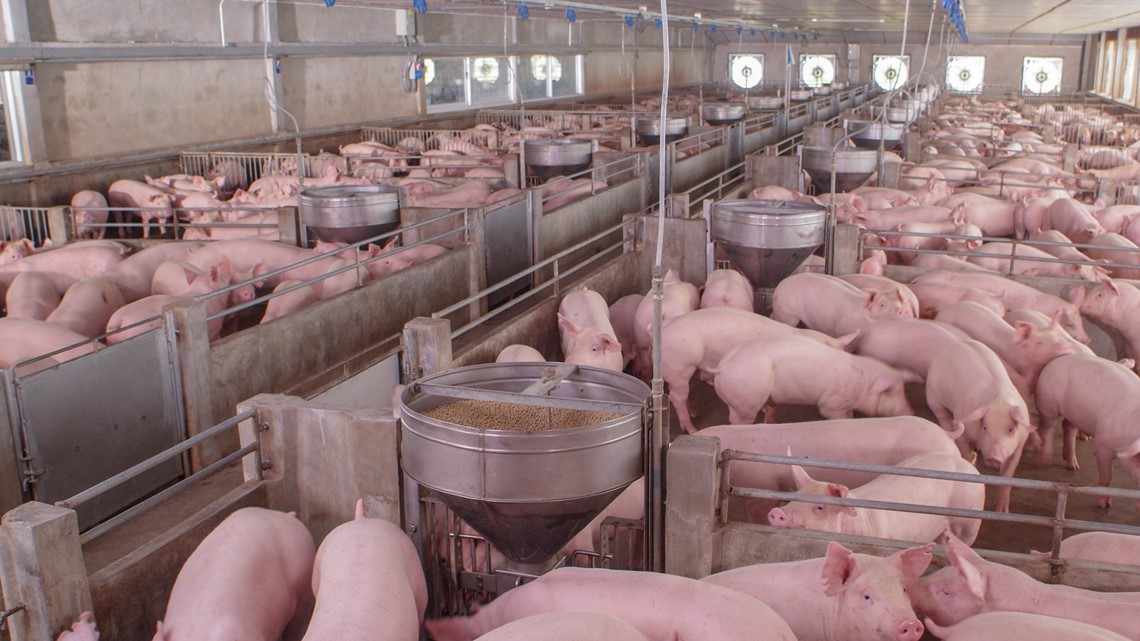 Farmers may need to euthanize millions of pigs due to COVID-19 ...