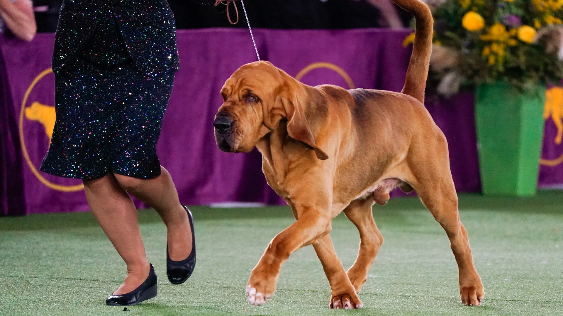 Westminster Dog Show 2022: Trumpet the bloodhound wins | firstcoastnews.com