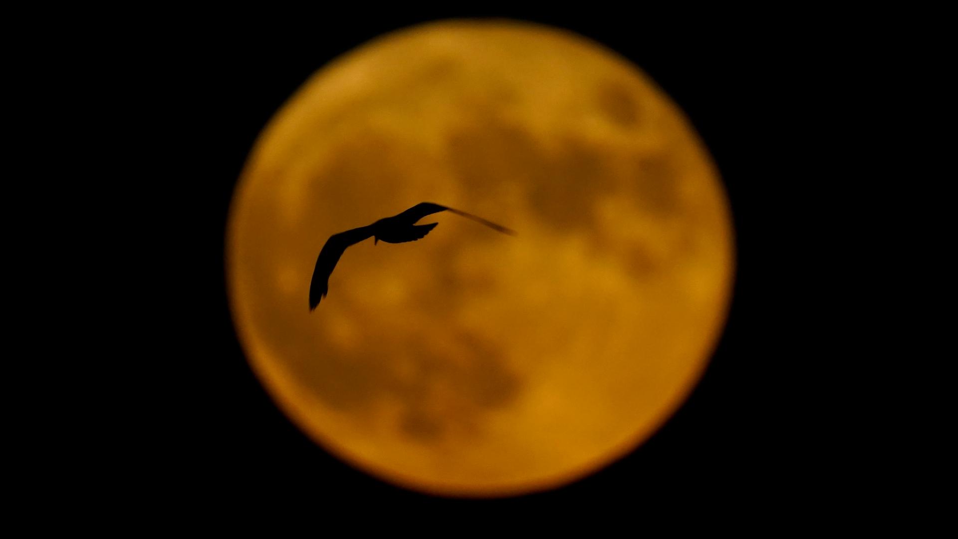 July buck moon: Here's when and how to catch the full moon this week ...