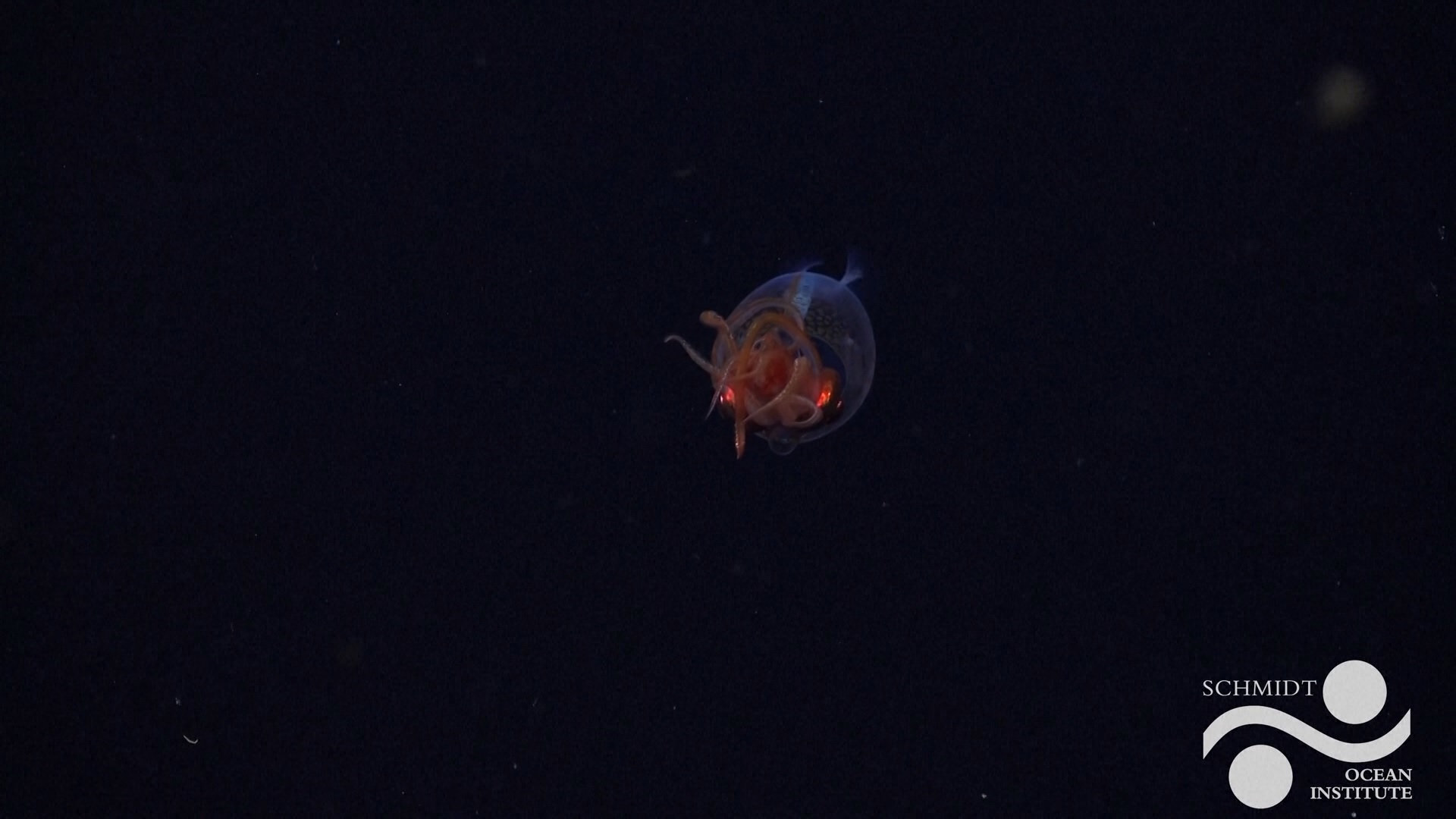 First video taken of colossal squid in deep sea | firstcoastnews.com