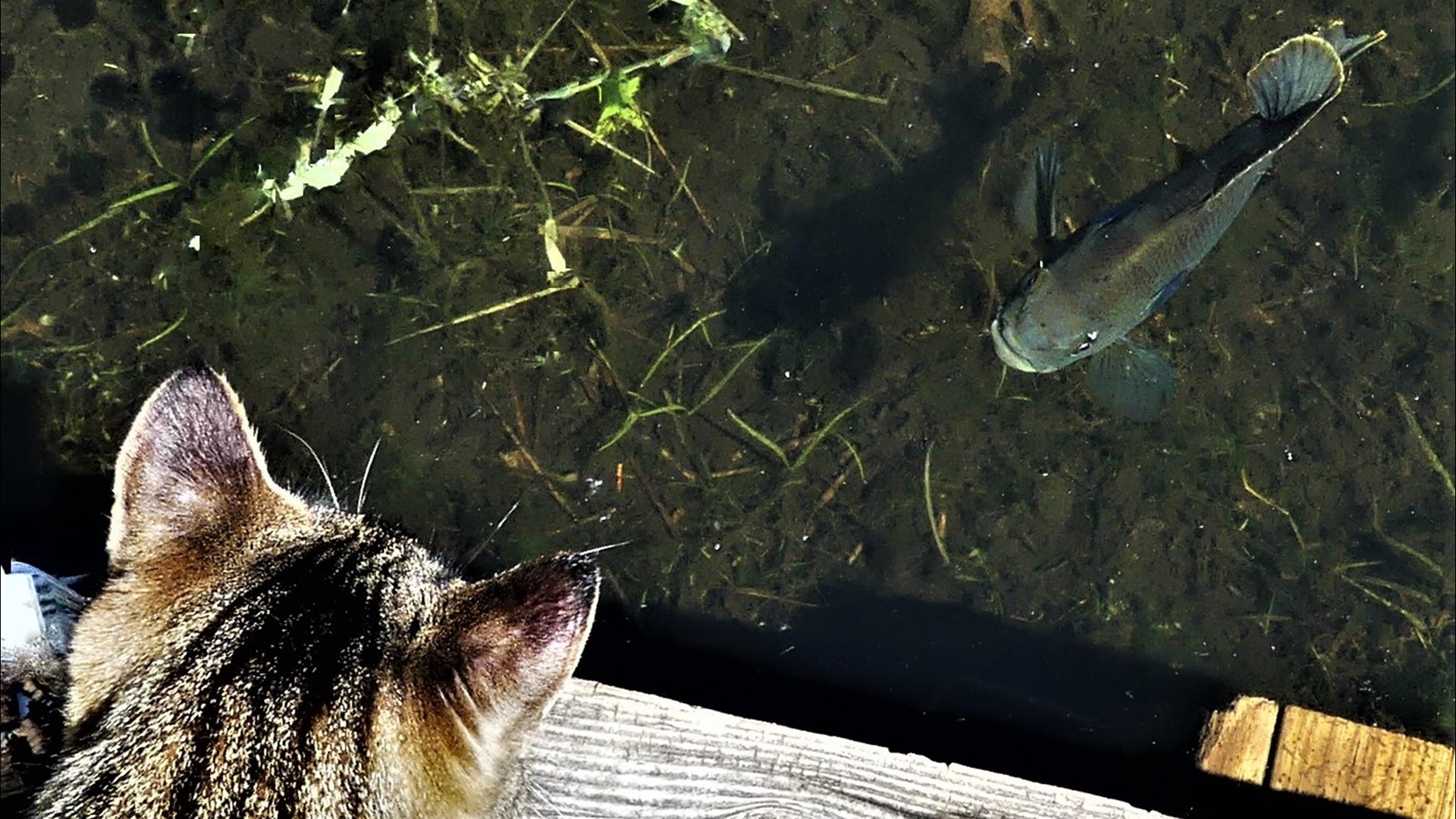 Woman and sunfish form five-year friendship on Minnesota lake ...