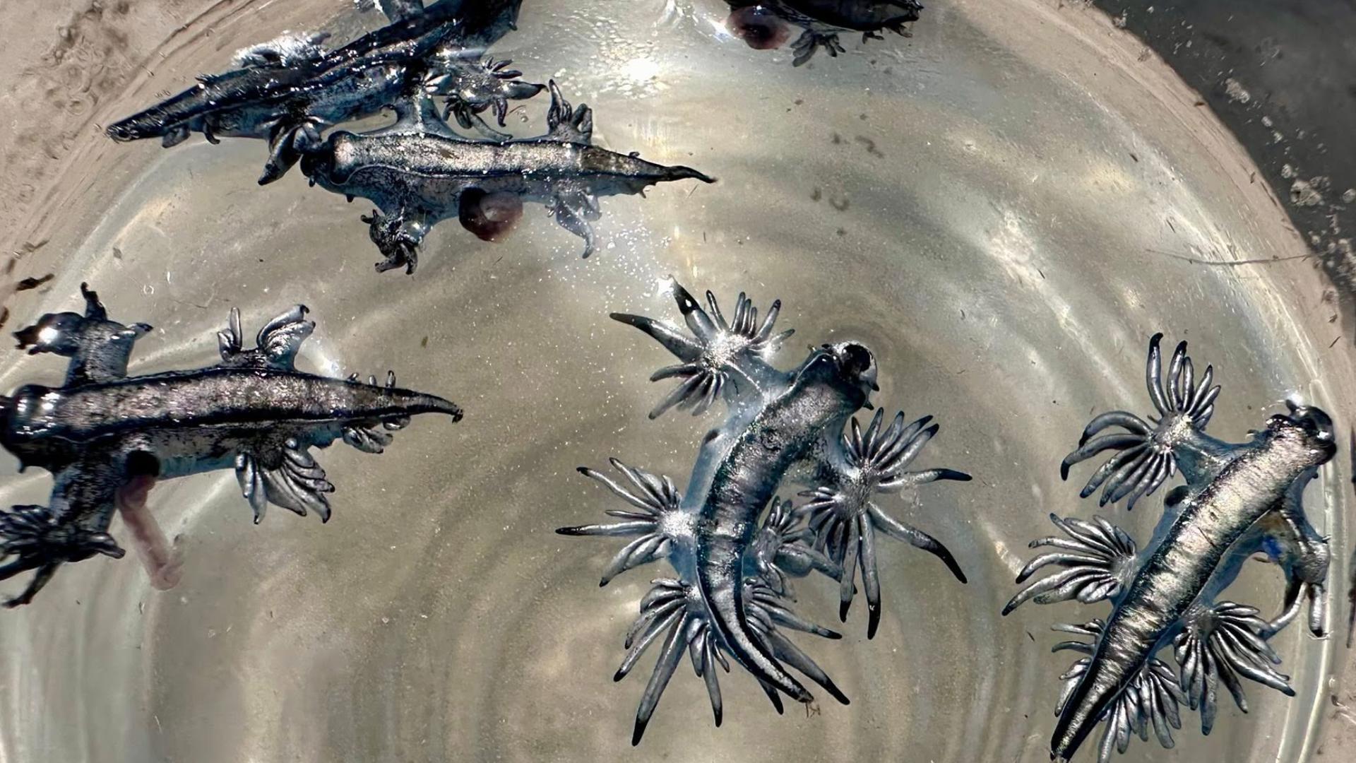 Rare ‘blue dragons’ pose sting risks to spring break beachgoers in ...