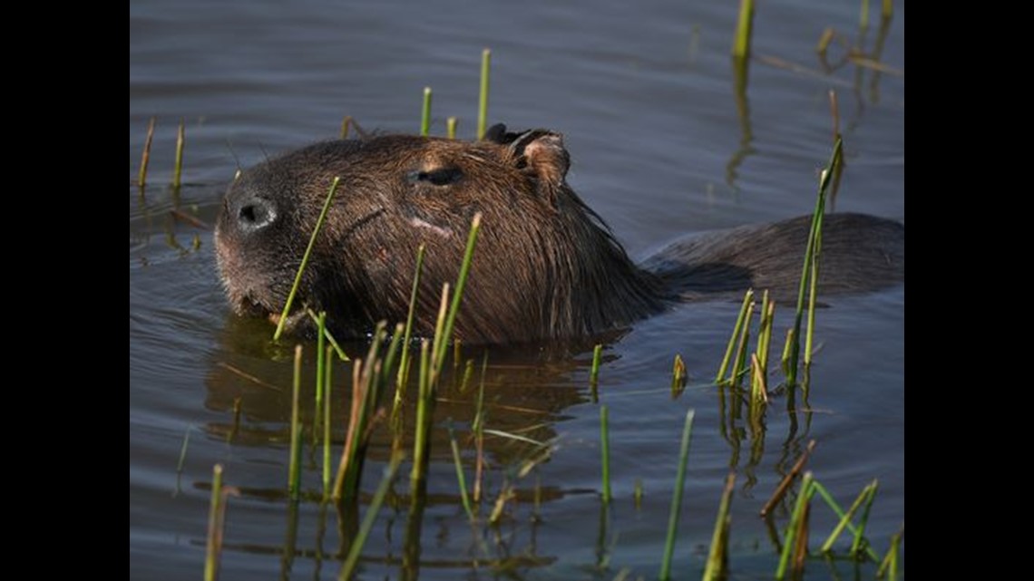 Talk of Rio golf course involves mega rats, snakes | firstcoastnews.com