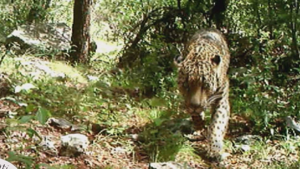 El Jefe: Arizona’s infamous jaguar alive and well | firstcoastnews.com