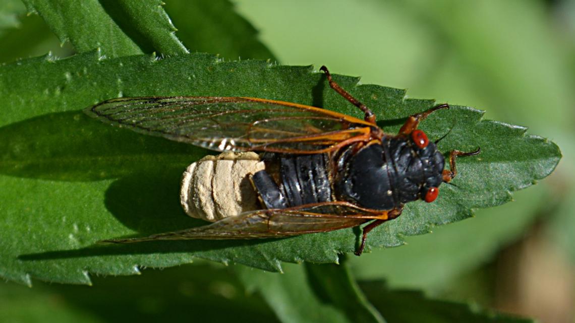 Missouri's 'zombie' cicada fungus turns the bugs hypersexual ...
