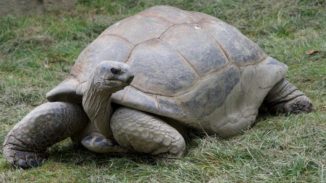 Saint Louis Zoo mourns death of 100-year-old giant tortoise ...