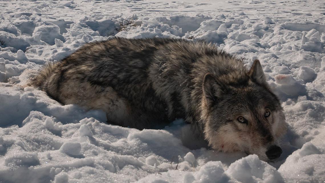 Map shows where Colorado wolves have gone since reintroduction ...