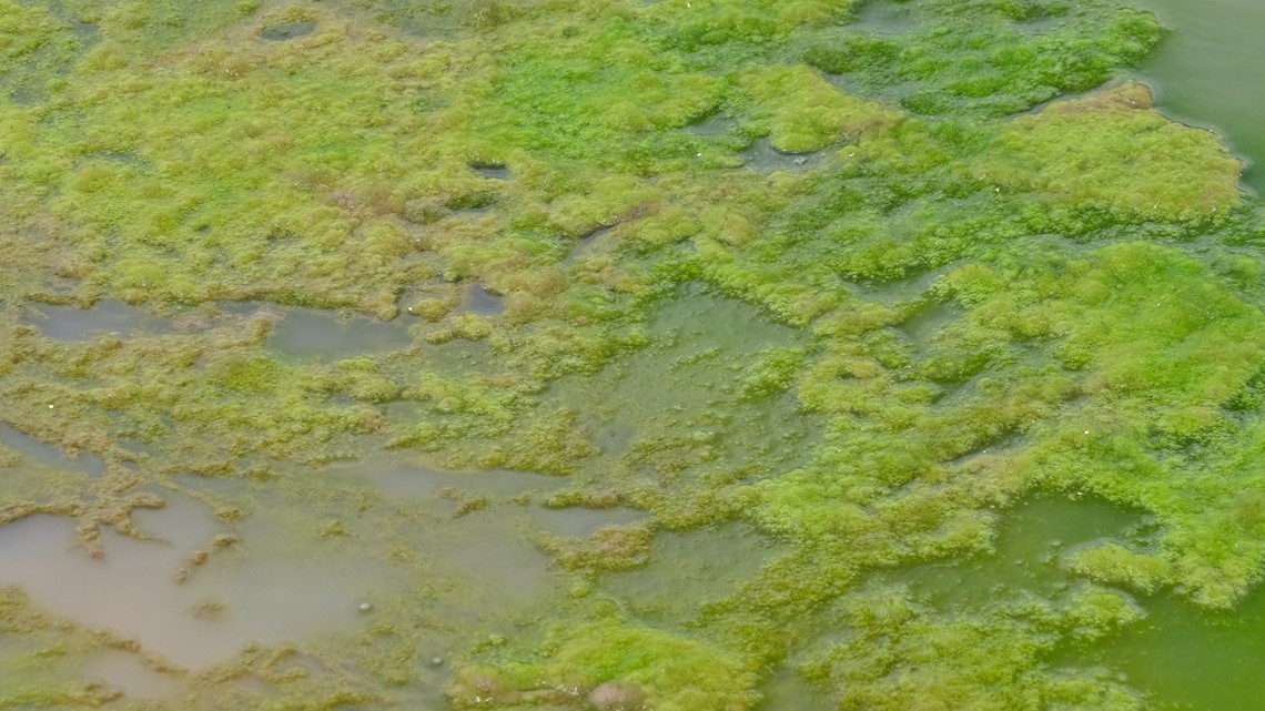 Florida algae samples find toxin levels up to 300x the safe limit ...
