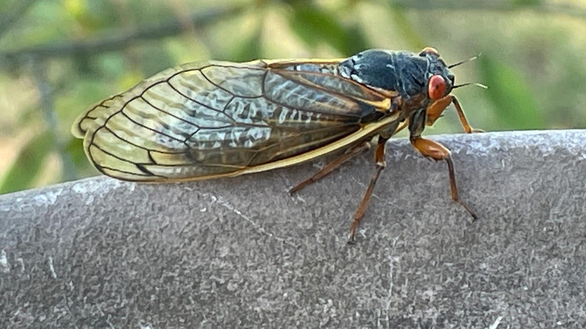 How to protect your yard, garden as cicada broods emerge | firstcoastnews.com