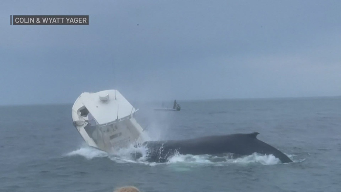 Whale lands on boat off New England coast | firstcoastnews.com