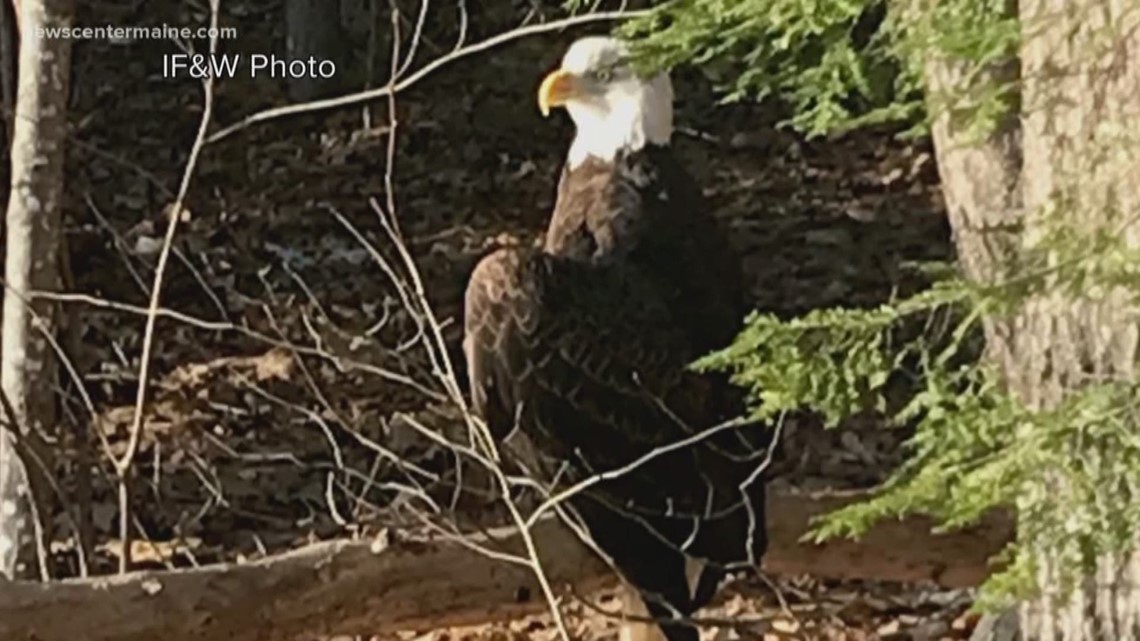IF&W: Bald eagle found in Waterford that later died was shot ...