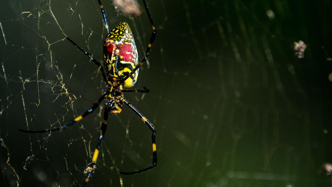 Giant flying venomous Joro spiders on the East Coast? | firstcoastnews.com