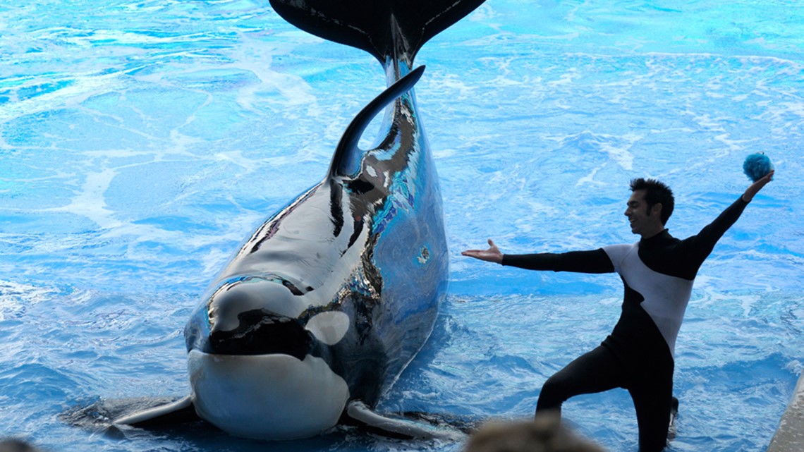 SeaWorld Orlando faces federal fine after killer whale injured trainer ...