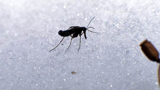 What are snow fleas? Why tiny black bugs show up on snowy days ...
