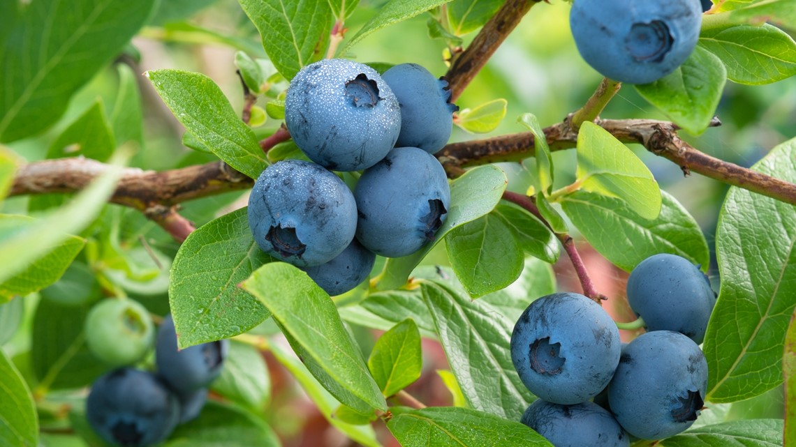 Best places to pick blueberries in Jacksonville area | firstcoastnews.com