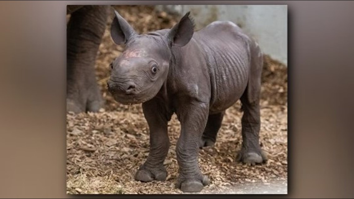 Cuteness overload! Baby rhino born at Cleveland Metroparks Zoo ...