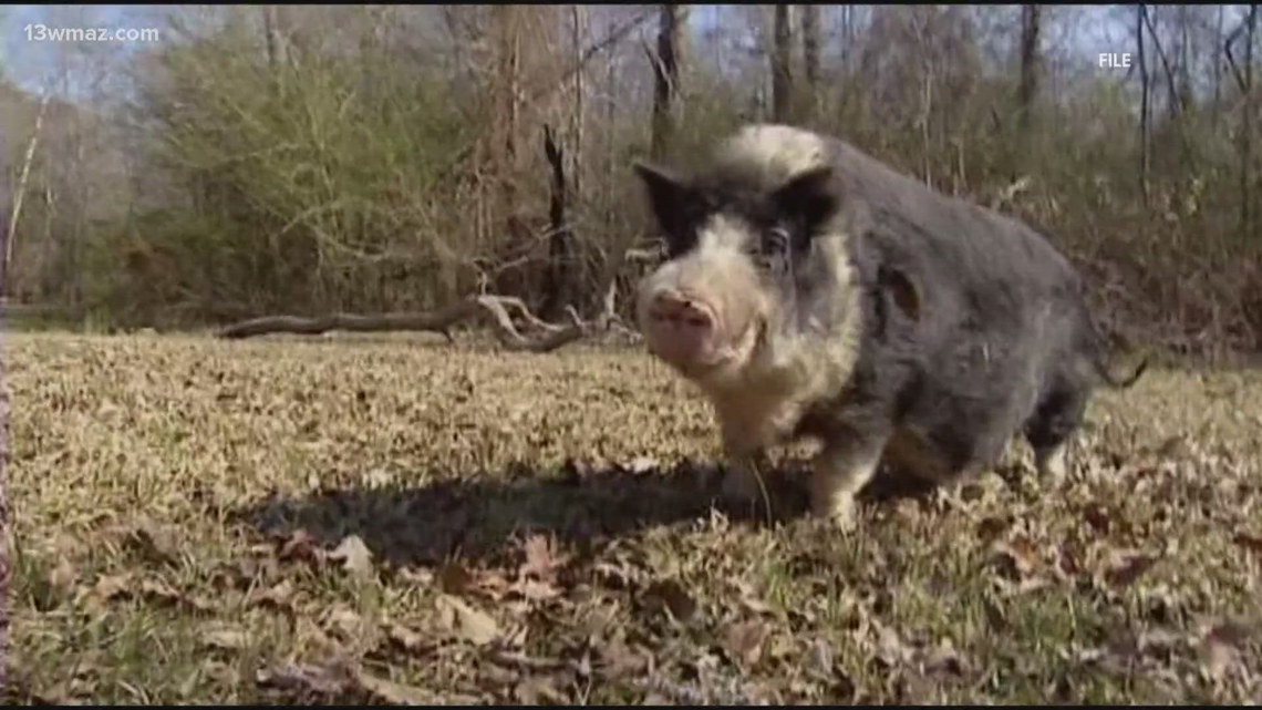 Georgia DNR offering rewards for removing feral hogs in 'Hog Down ...