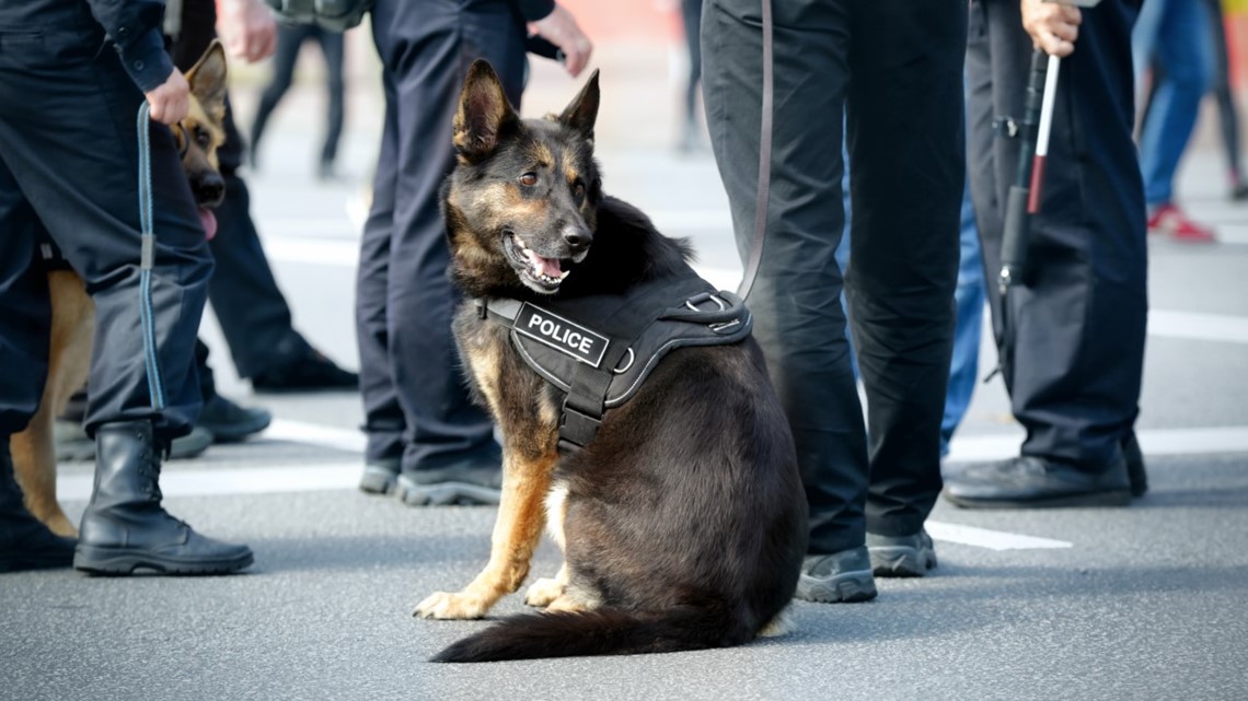 NE FL sheriff's office gets K9 scent kits | firstcoastnews.com