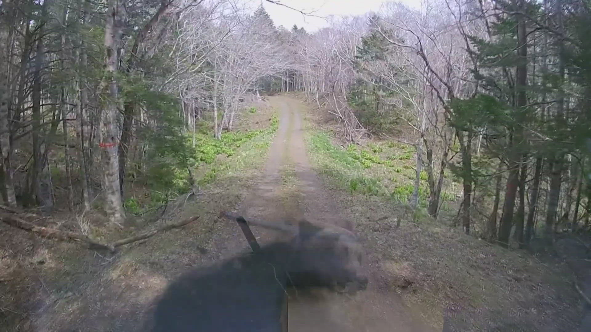 Brown bear attacks truck in Japan | firstcoastnews.com