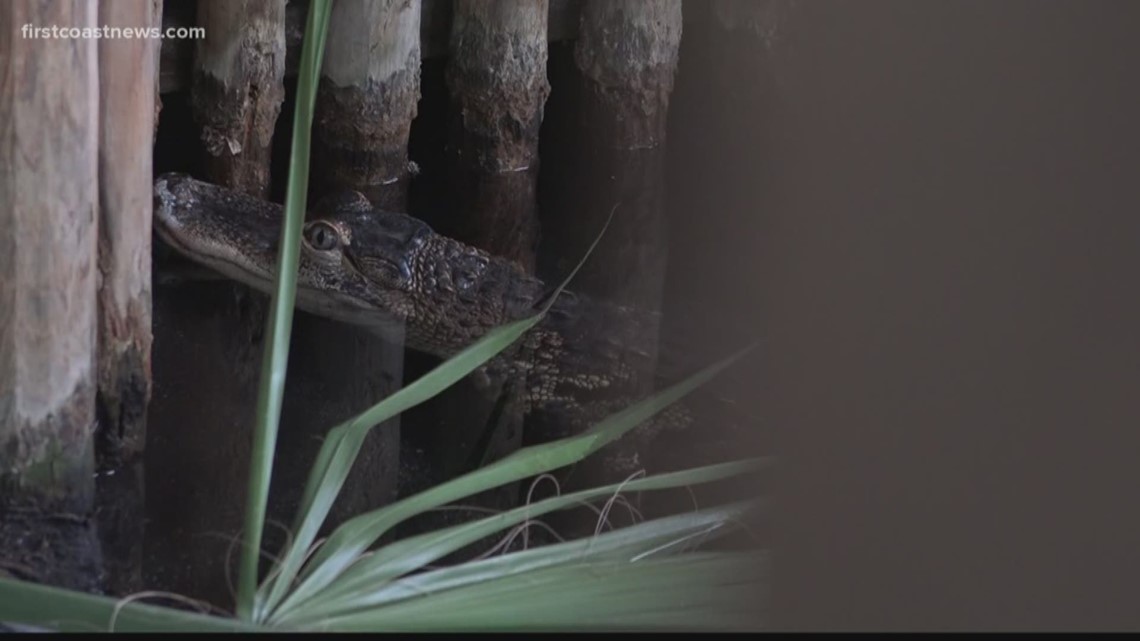 Capture, relocation of 'Chance the Snapper' cost Chicago a whopping ...