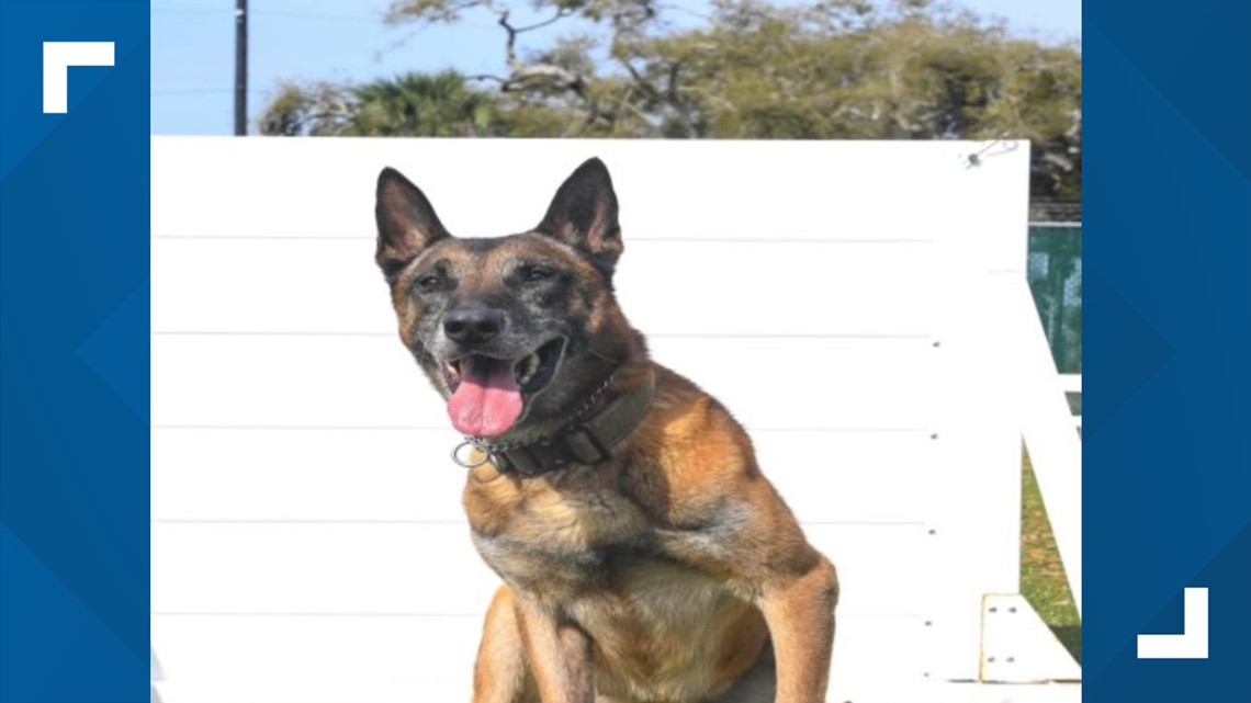 Military working dog, Rex, retires at 10 years | firstcoastnews.com