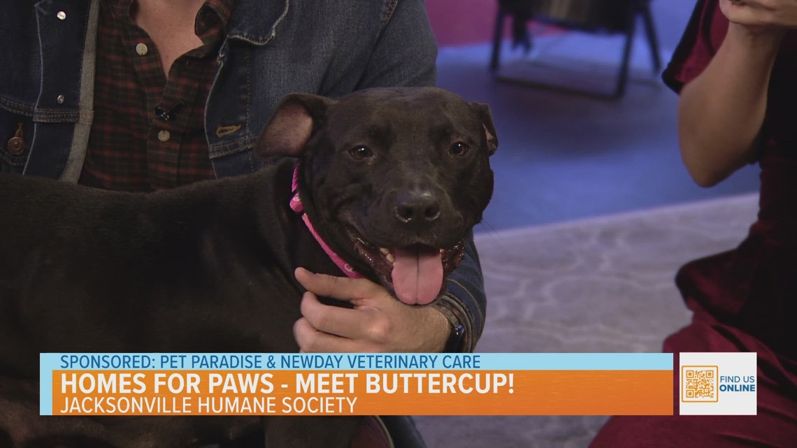 Homes for Paws: Meet Buttercup! | firstcoastnews.com
