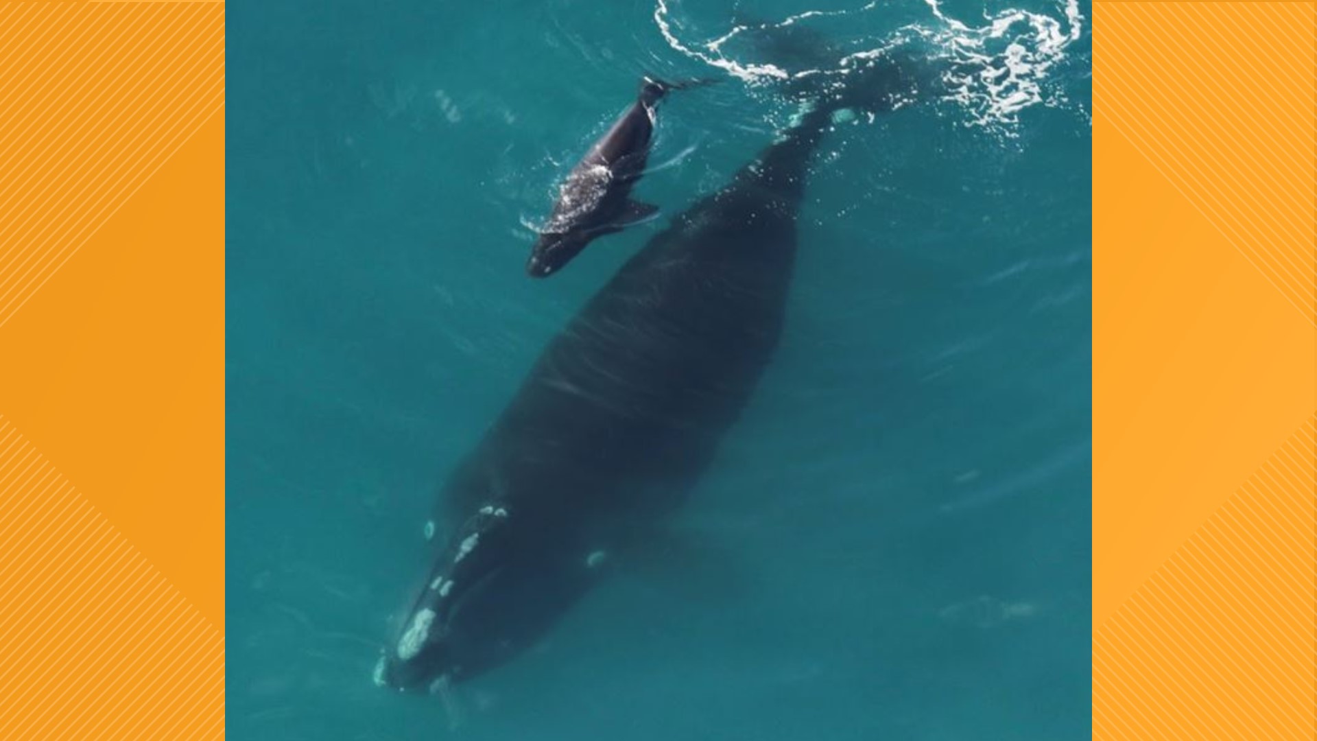 Rare North Atlantic right whale spotted off the coast of Crescent Beach ...