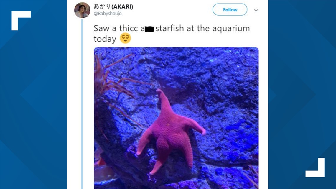 Photo of starfish with a 'big butt' goes viral... but is it a butt ...