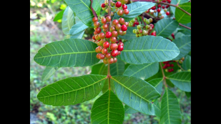 Why is the Brazilian Peppertree invasive to Florida? | firstcoastnews.com