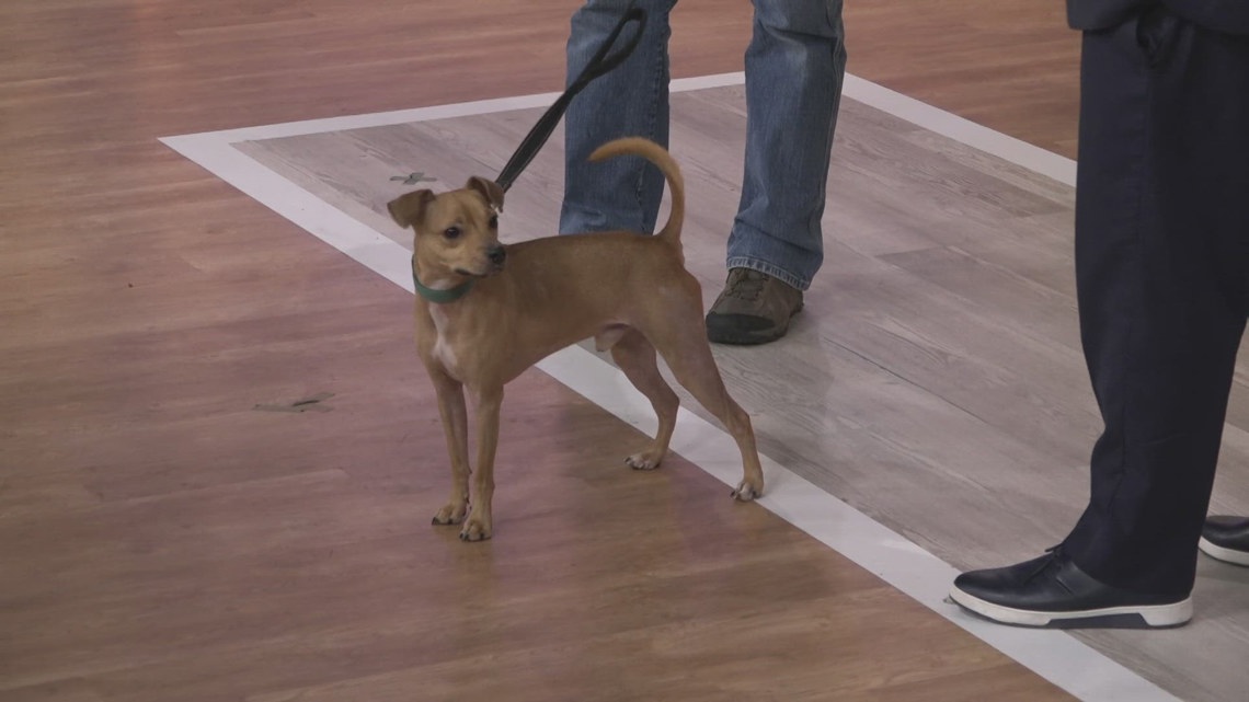 Pet Tails: Meet talker 'Dandy' | firstcoastnews.com