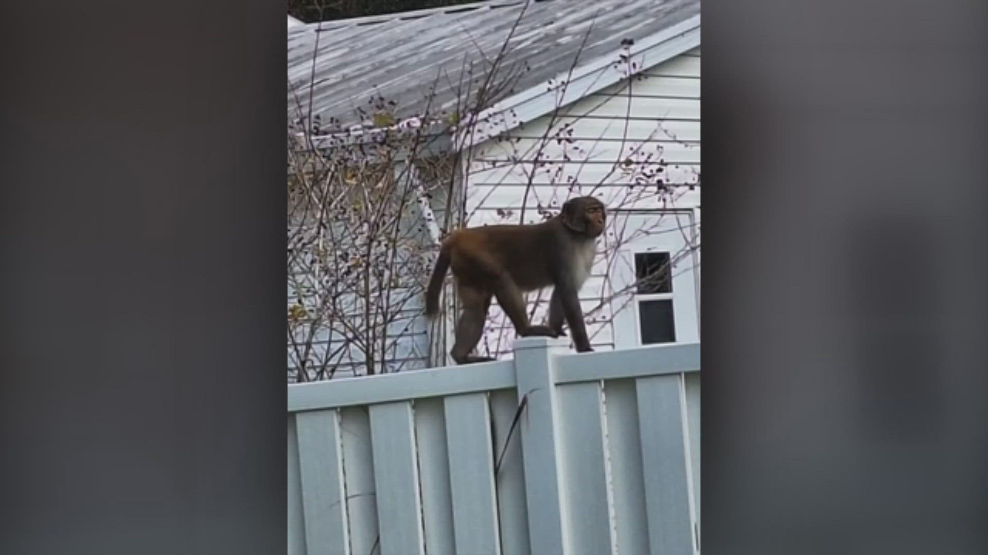 Monkey see, monkey don't: Police send memo after 'multiple reports' of ...