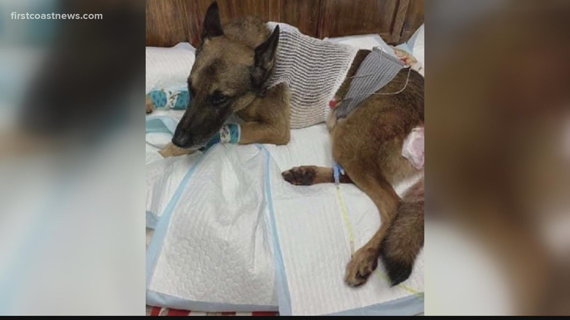 Yes, dogs can suffer from PTSD | firstcoastnews.com