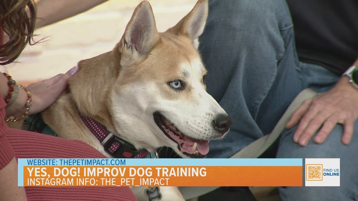 Yes, Dog! Improv Dog Training | firstcoastnews.com