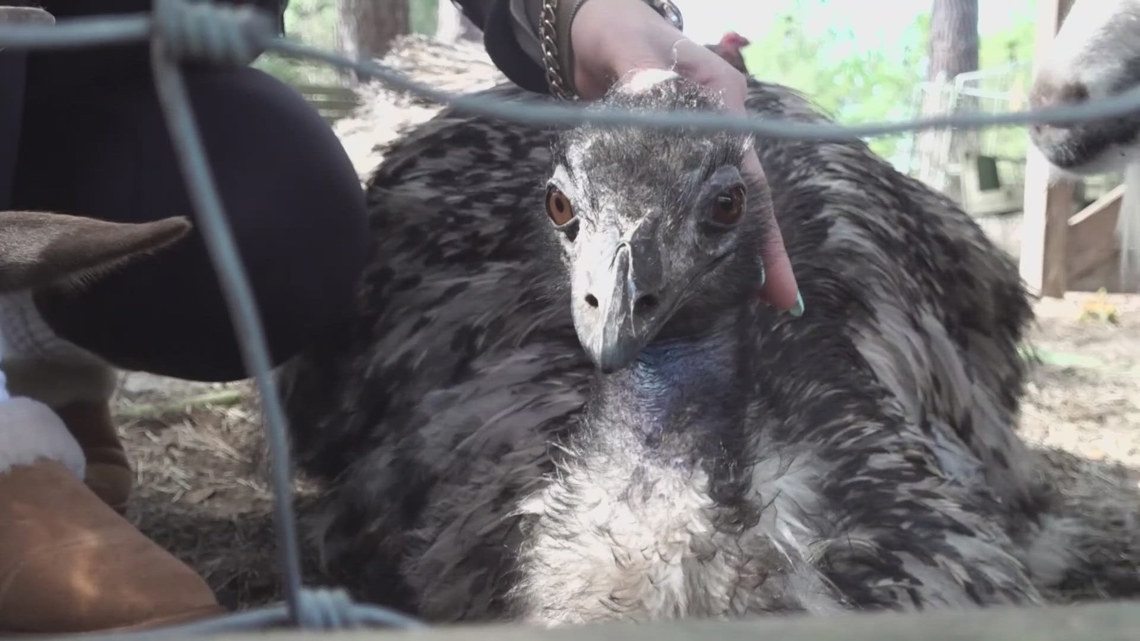 Runaway emu handcuffed in St. Johns County; Owner and deputy recall ...
