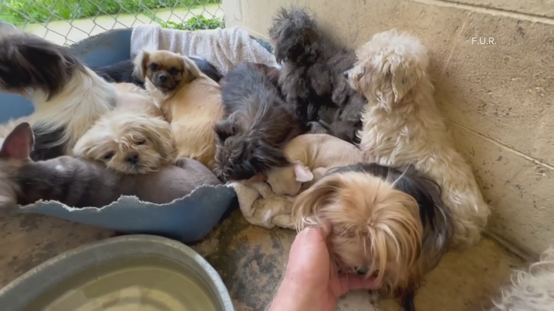 Animal rescue groups call out Putnam County for adopting out dogs too ...