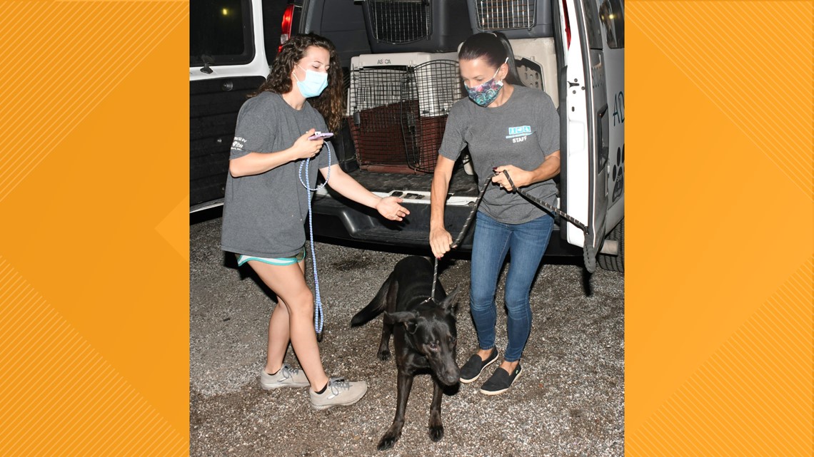 Hurricane Laura rescue dogs up for adoption at NE FL shelter ...