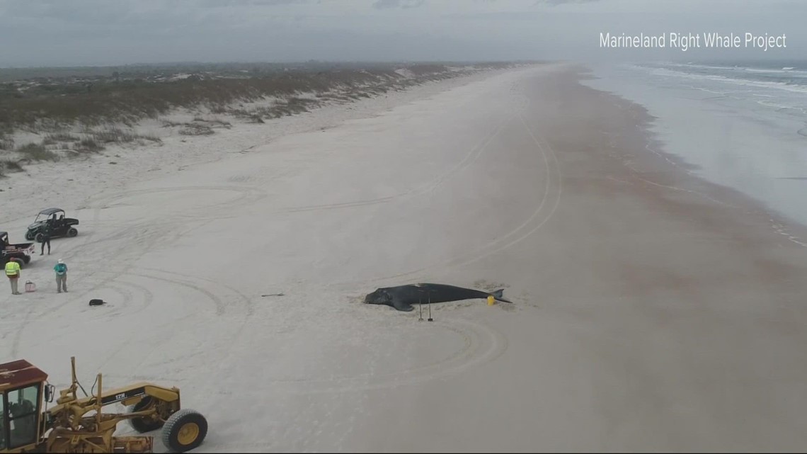 Boat strikes killing more right whales than ever, here's what's being ...