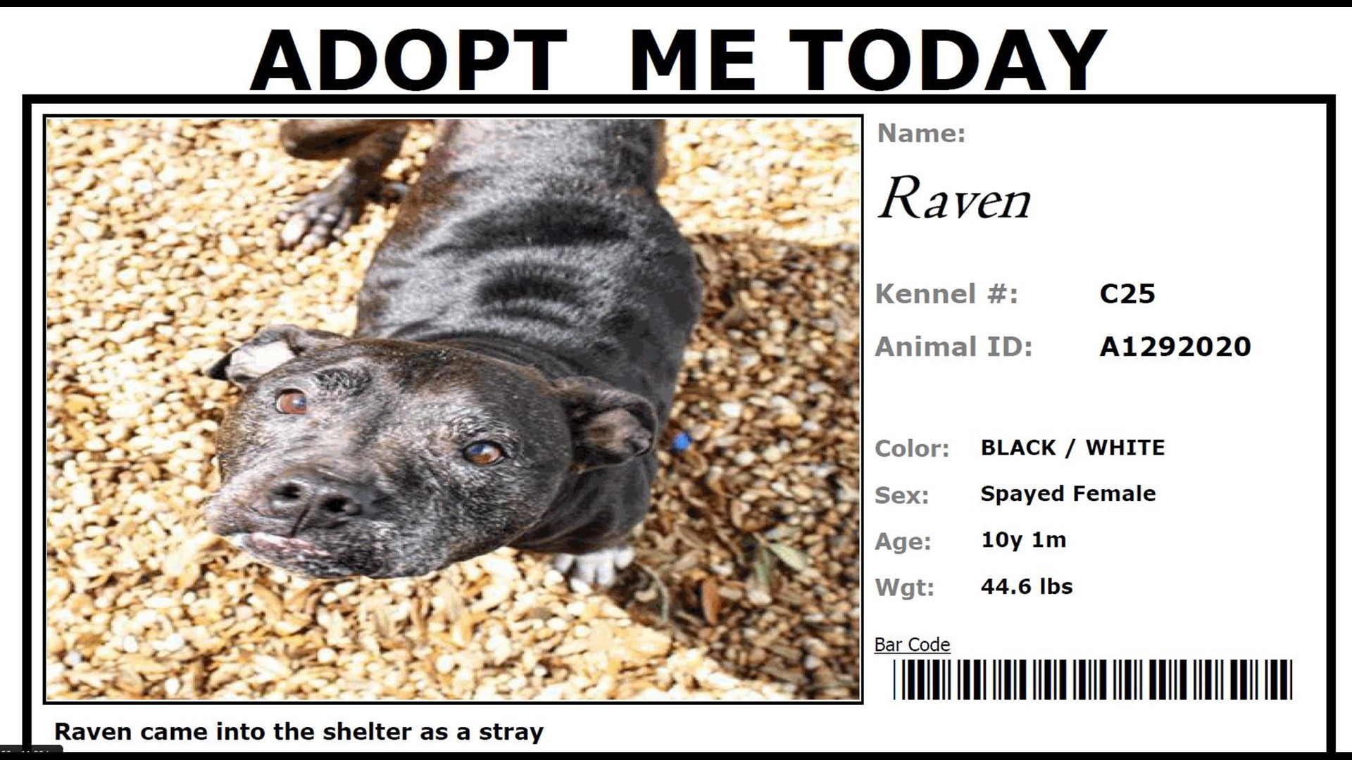 Dumpster Dog's story shines light on senior dogs in need ...