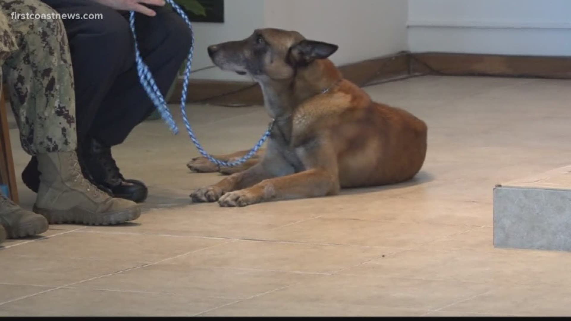 Military working dog, Rex, retires at 10 years | firstcoastnews.com