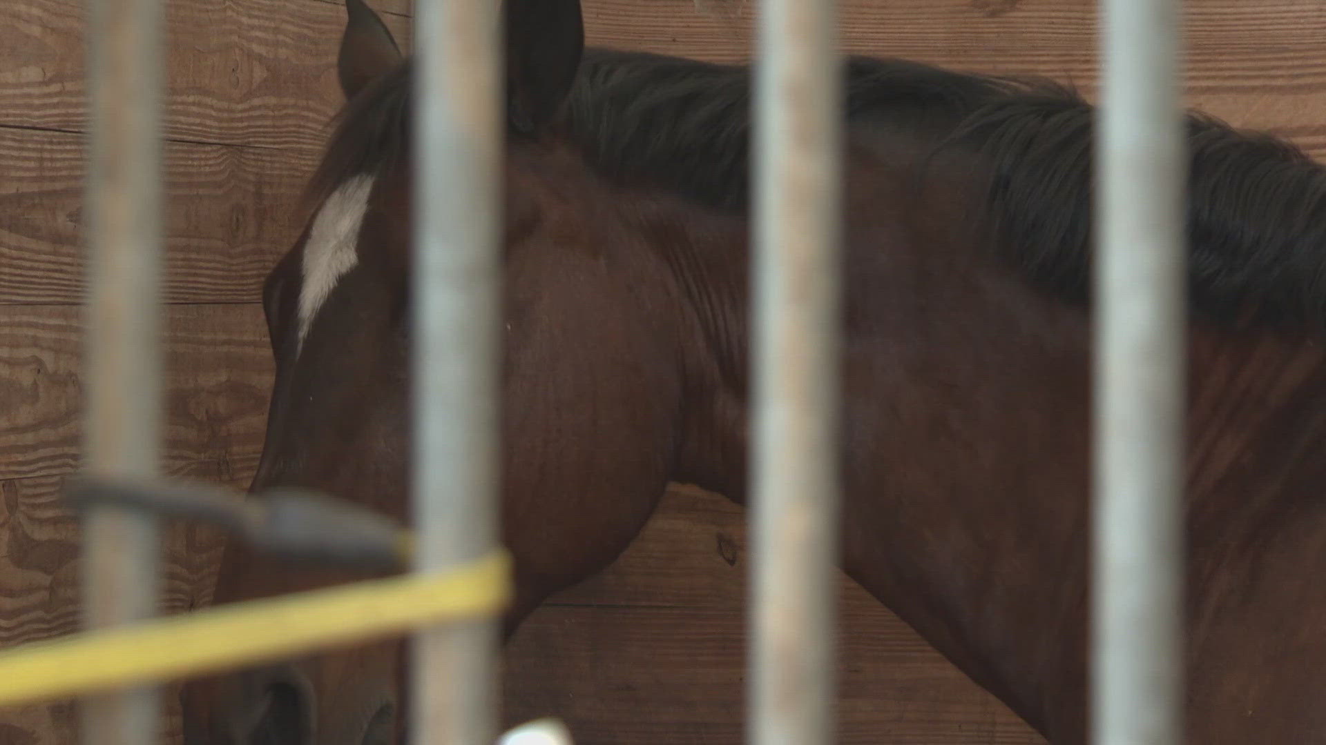 Owners evacuate horses as Railroad Fire spreads in Clay, Putnam ...