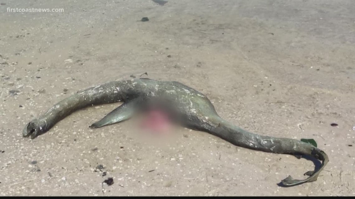 Growing mystery: 'Sea monster' washes ashore | firstcoastnews.com
