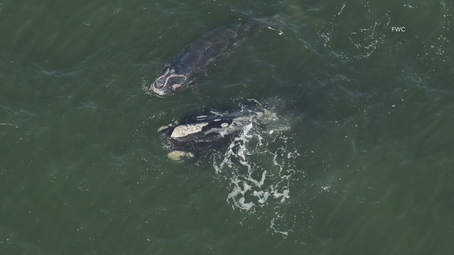Endangered right whales make rare appearance with newborns near Ponte ...