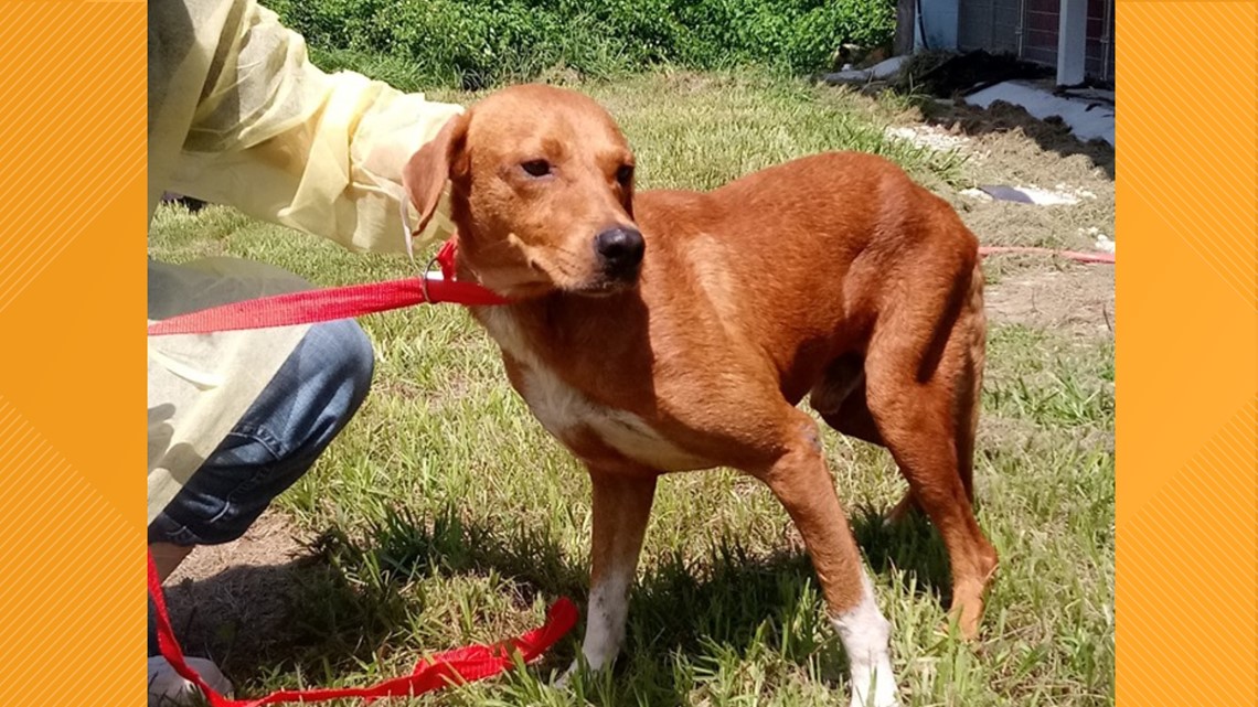 Dogs rescued from Bahamas up for adoption at Nassau Humane Society ...