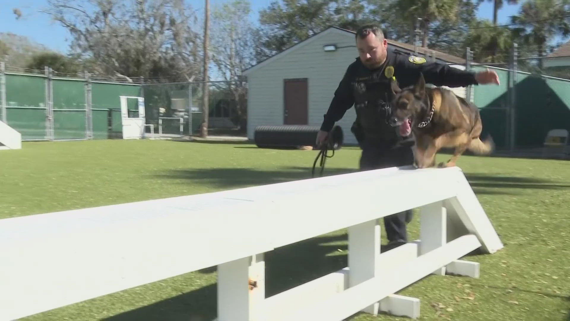 Stories of Service: Man's best friend can be man's best asset in the military | firstcoastnews.com
