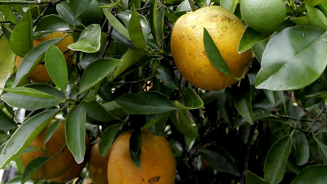 New citrus varieties coming to Florida | firstcoastnews.com