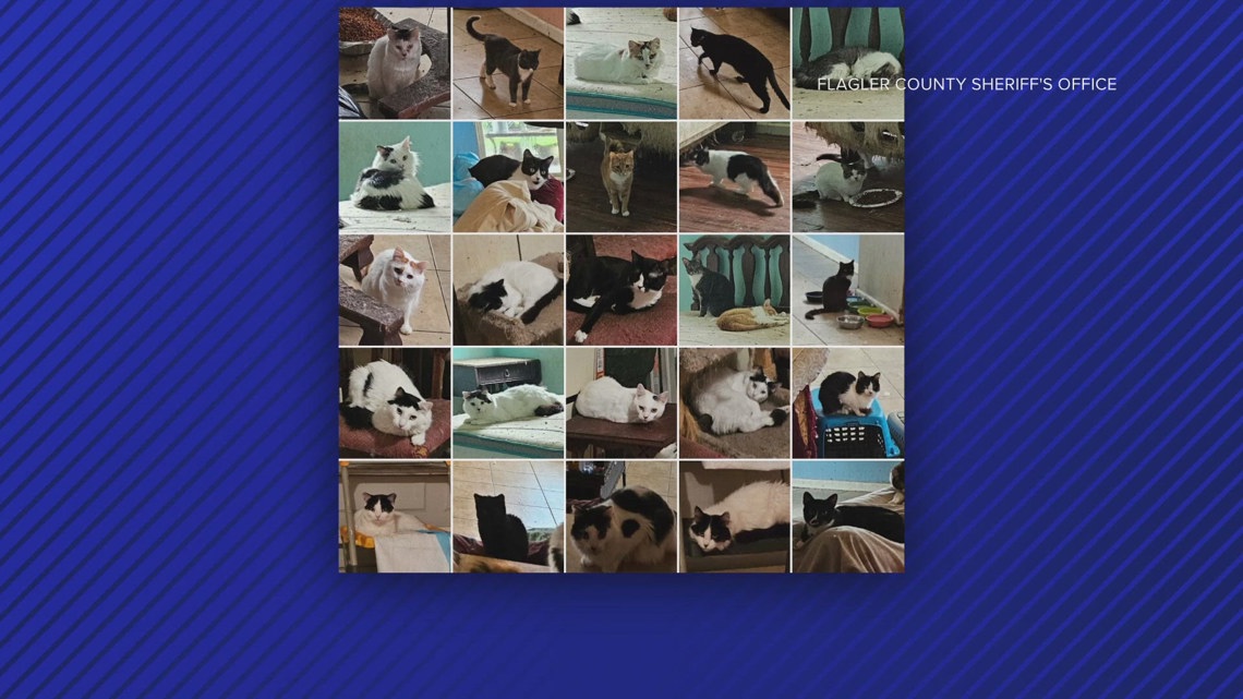 96 cats removed from Palm Coast home | firstcoastnews.com