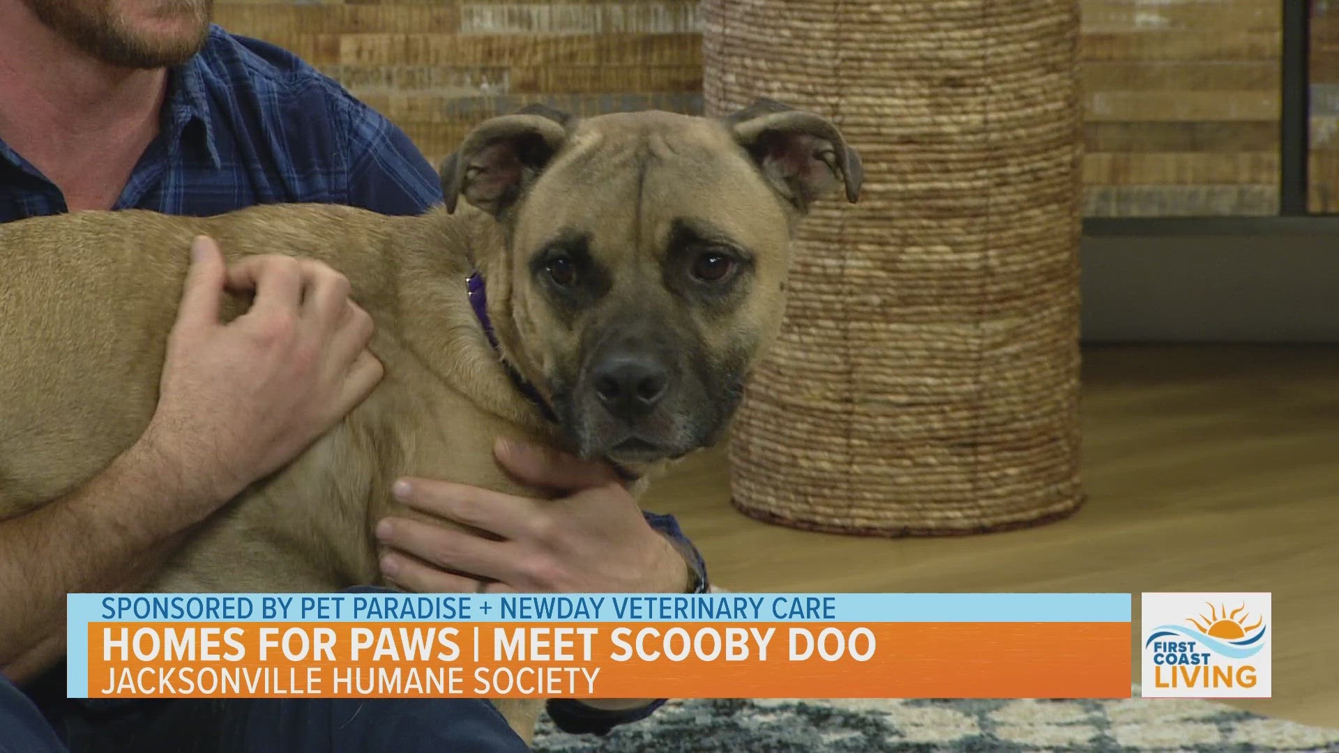 Homes for Paws: Meet Scooby Doo the Dog | firstcoastnews.com