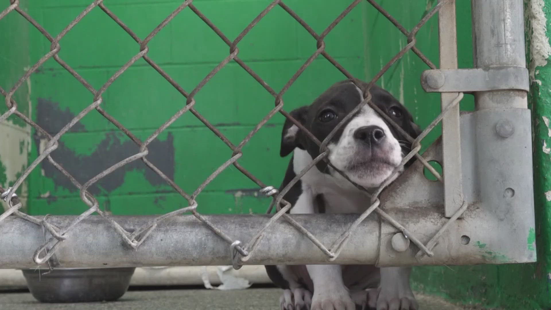 'Our biggest problem': Waycross city leader says irresponsible pet ...