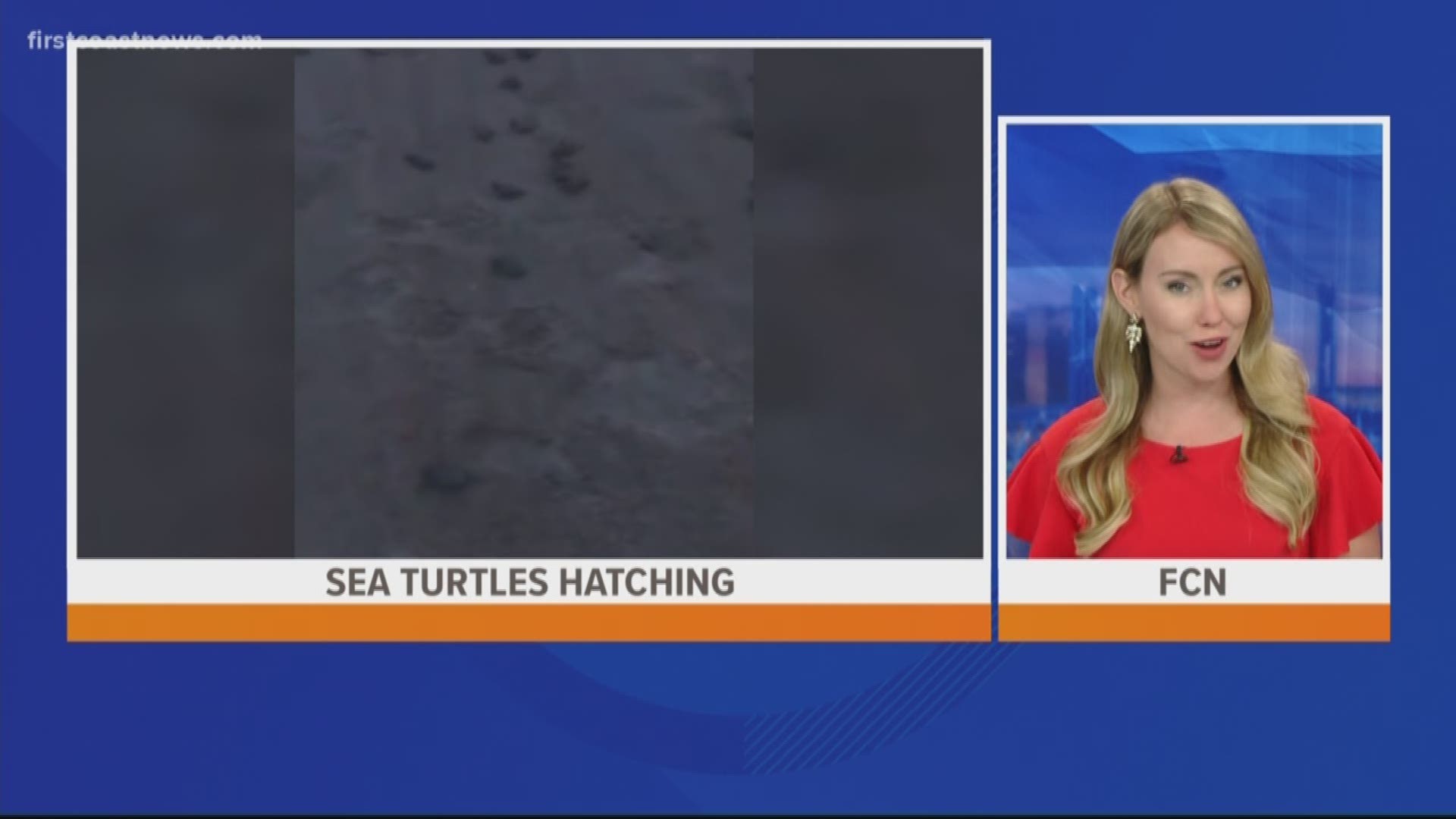 WATCH: Sea turtle hatchlings upstage Fernandina Beach fireworks show ...