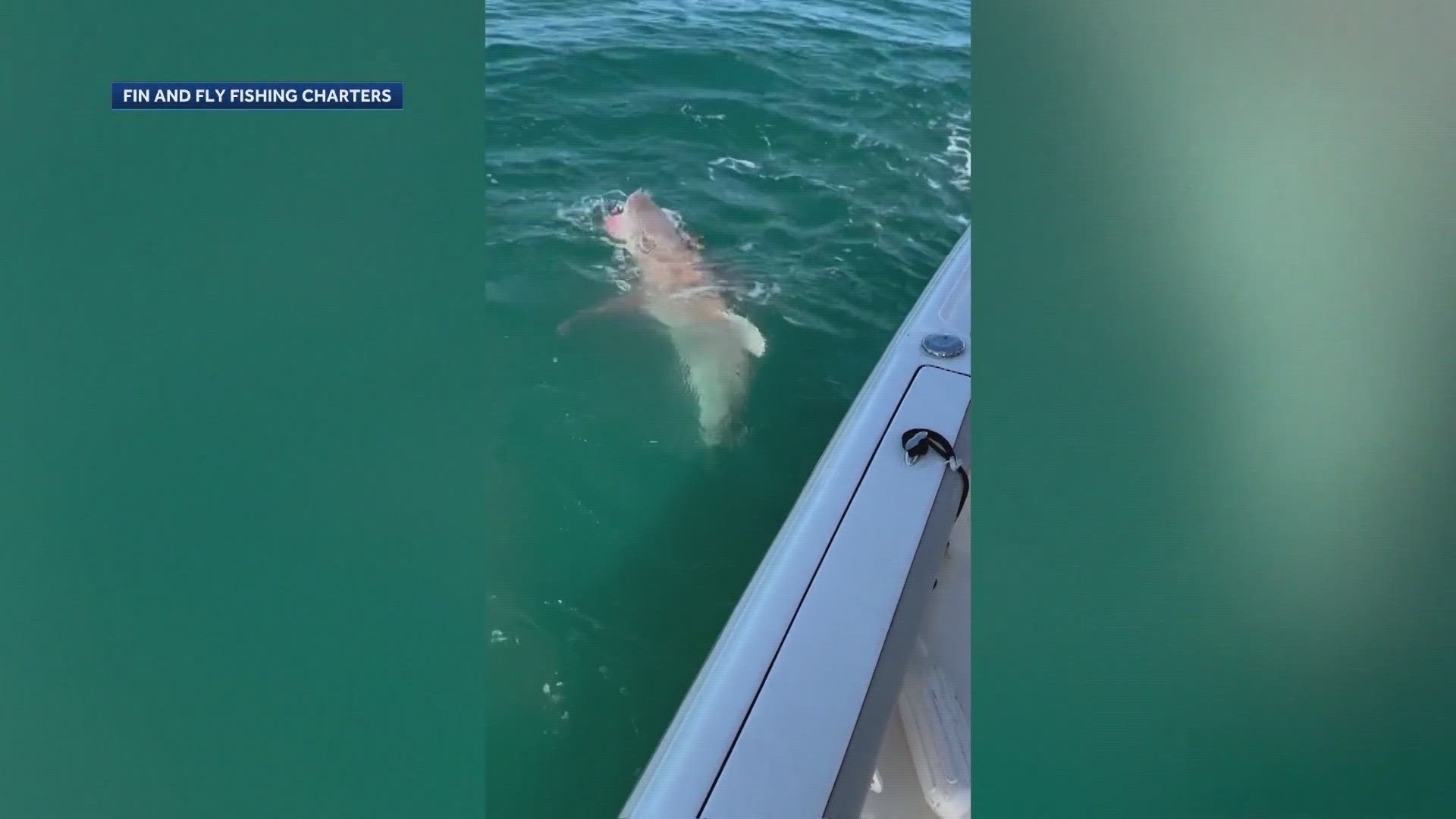 Sharks swarm fish caught next to boat in Brevard County ...